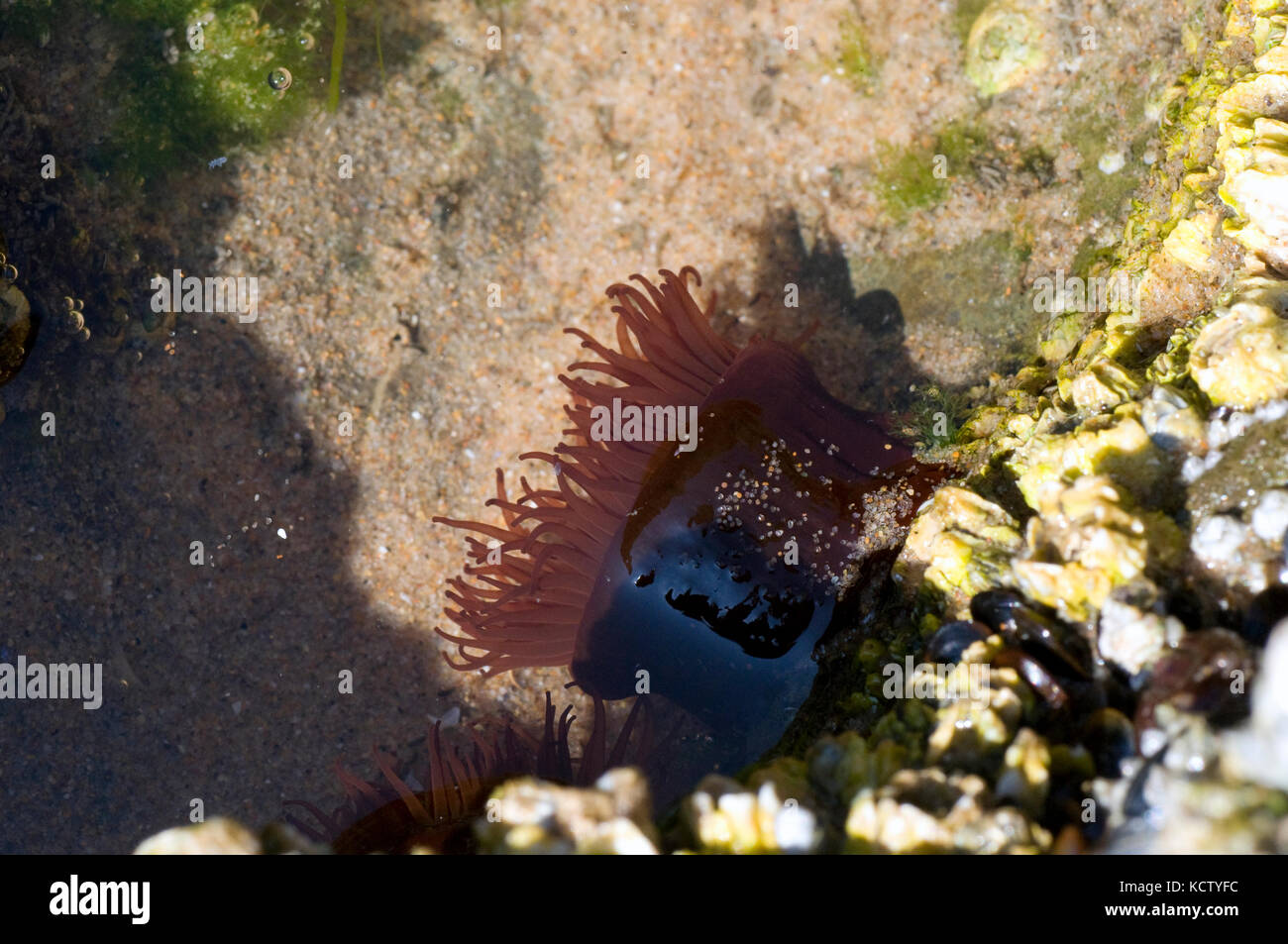 Small sea anemome in coastal rock pool Stock Photo - Alamy