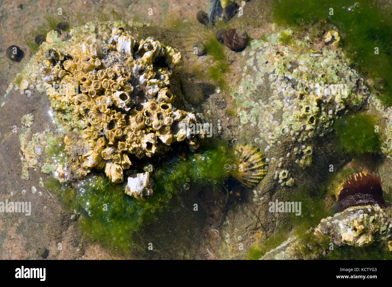 Barnacles in rock pool Stock Photo - Alamy