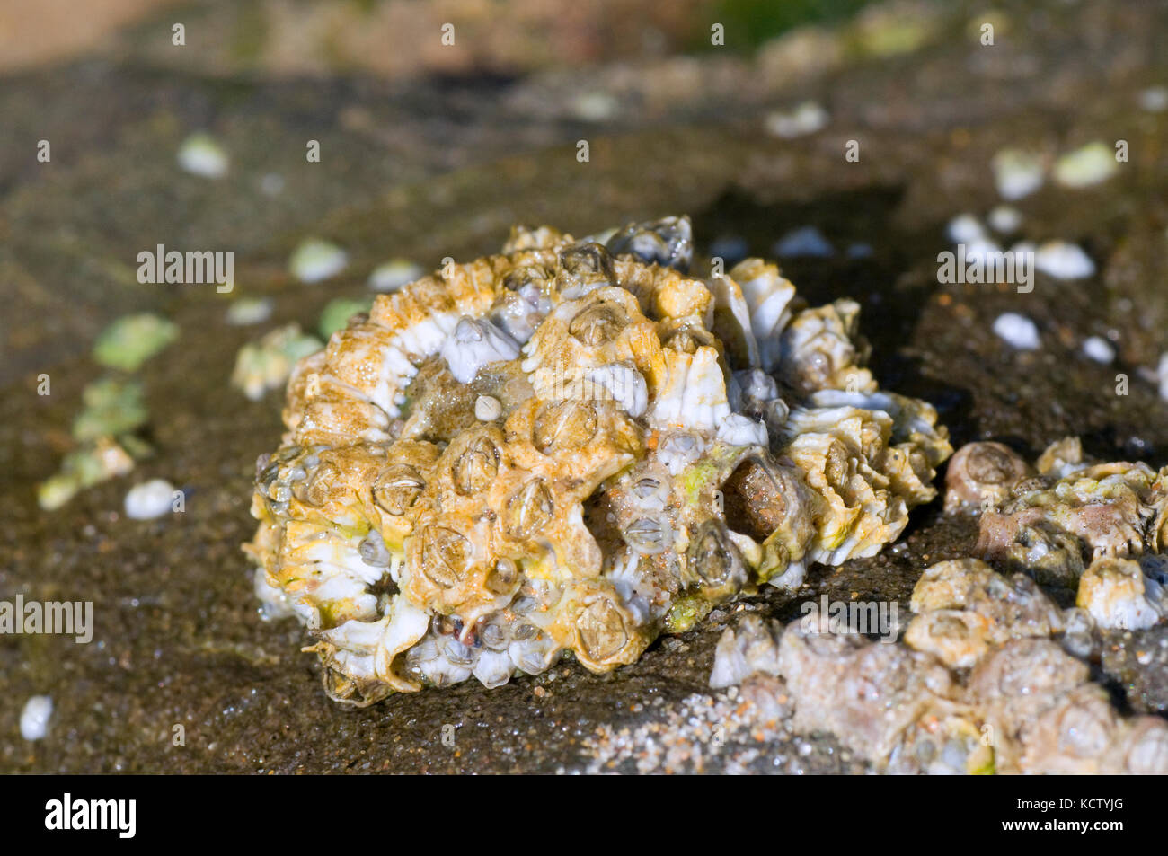 Barnacles on sea shore Stock Photo - Alamy