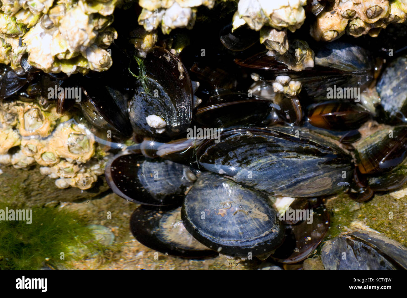 Muscles on sea shore Stock Photo - Alamy