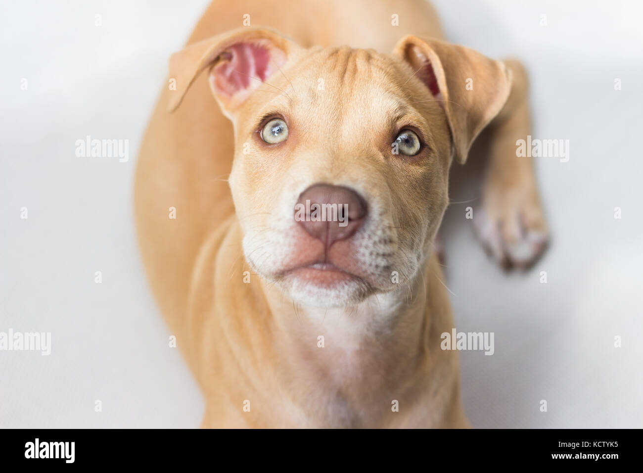 Puppy pit bull dog portrait face Stock Photo - Alamy