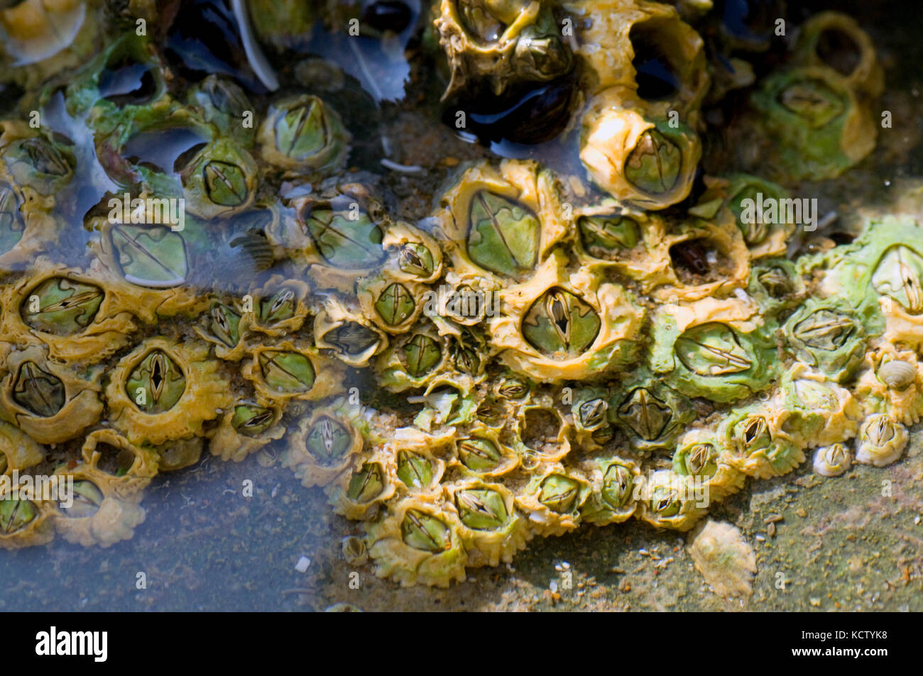 Barnacles on sea shore Stock Photo - Alamy