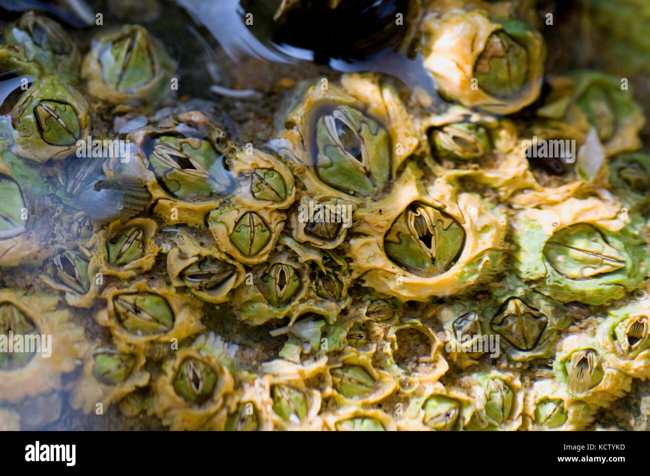 Barnacles on sea shore Stock Photo - Alamy