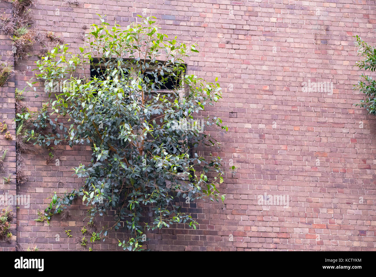 A shrub growing out of a window and brick wall from an abandoned ...