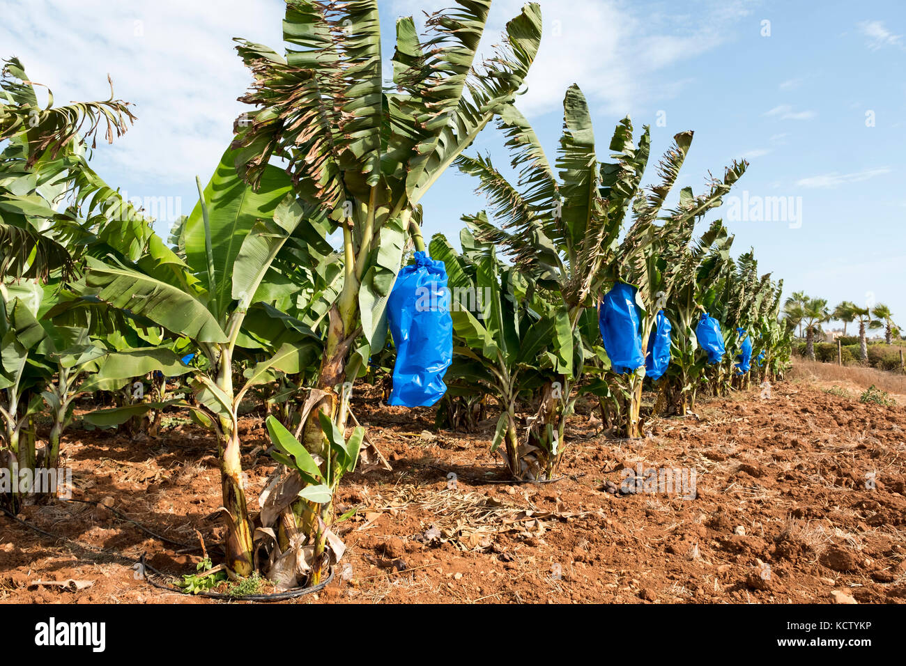 Banana growing in bags hi-res stock photography and images - Alamy
