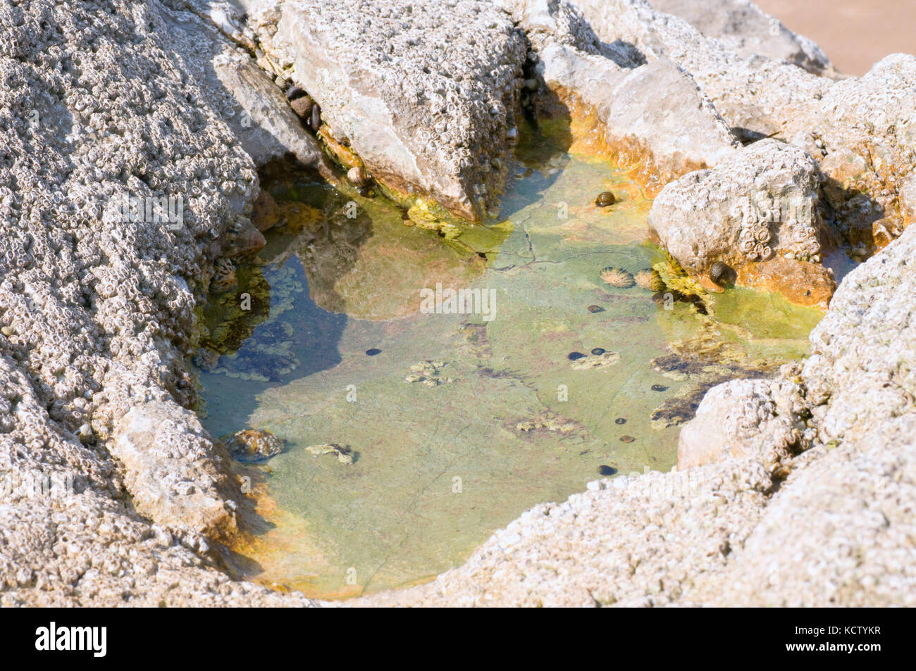 Rock pool on sea shore Stock Photo - Alamy