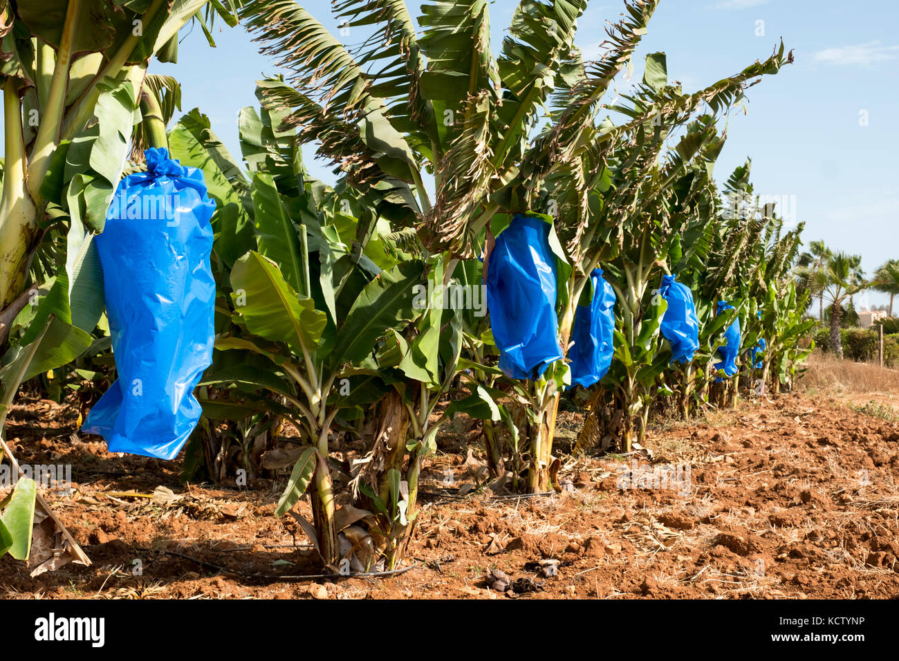 banana plantation near Paphos in the Republic of Cyprus showing bananas ...