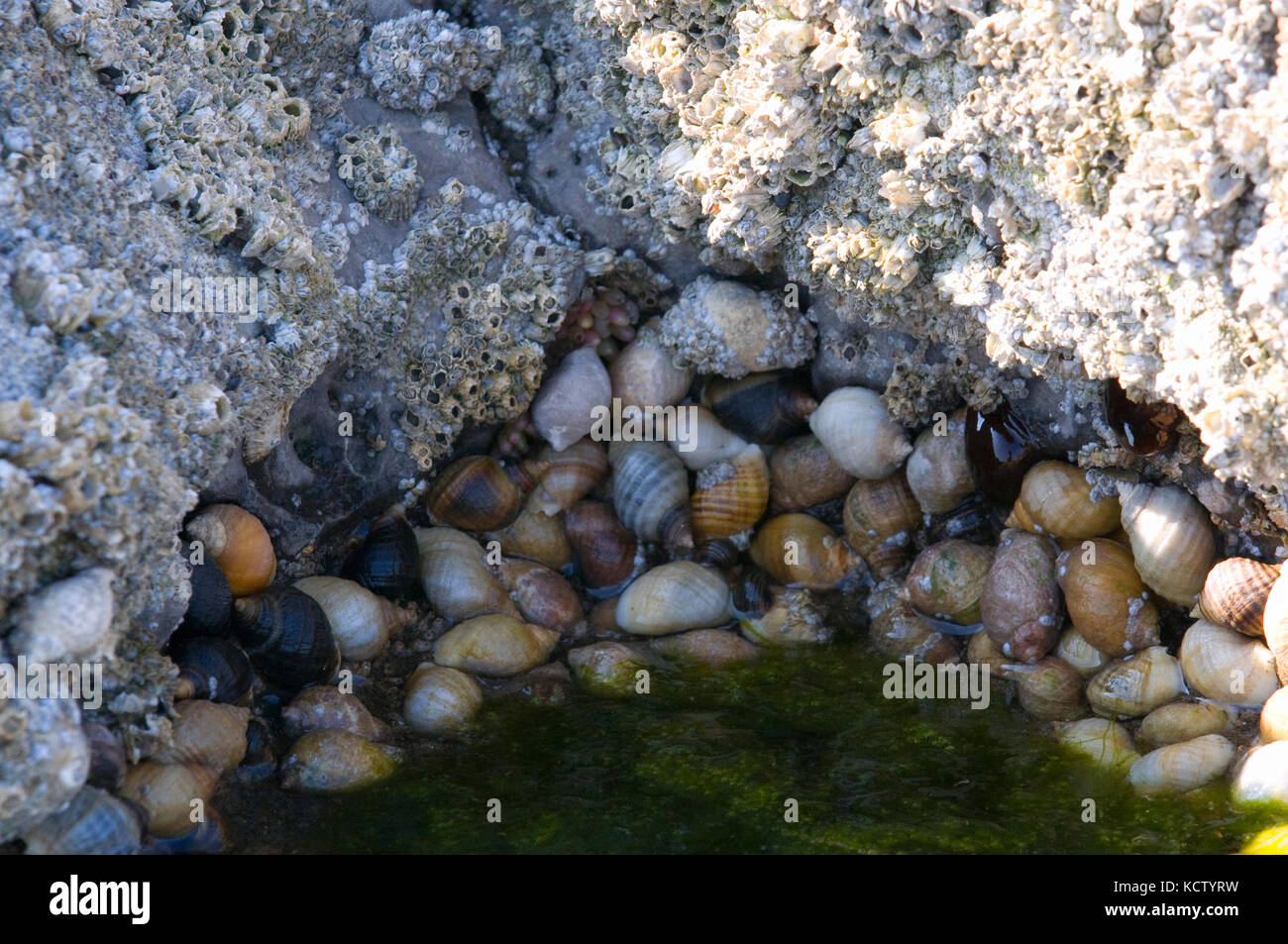 Sea snails in rock pool hi-res stock photography and images - Alamy