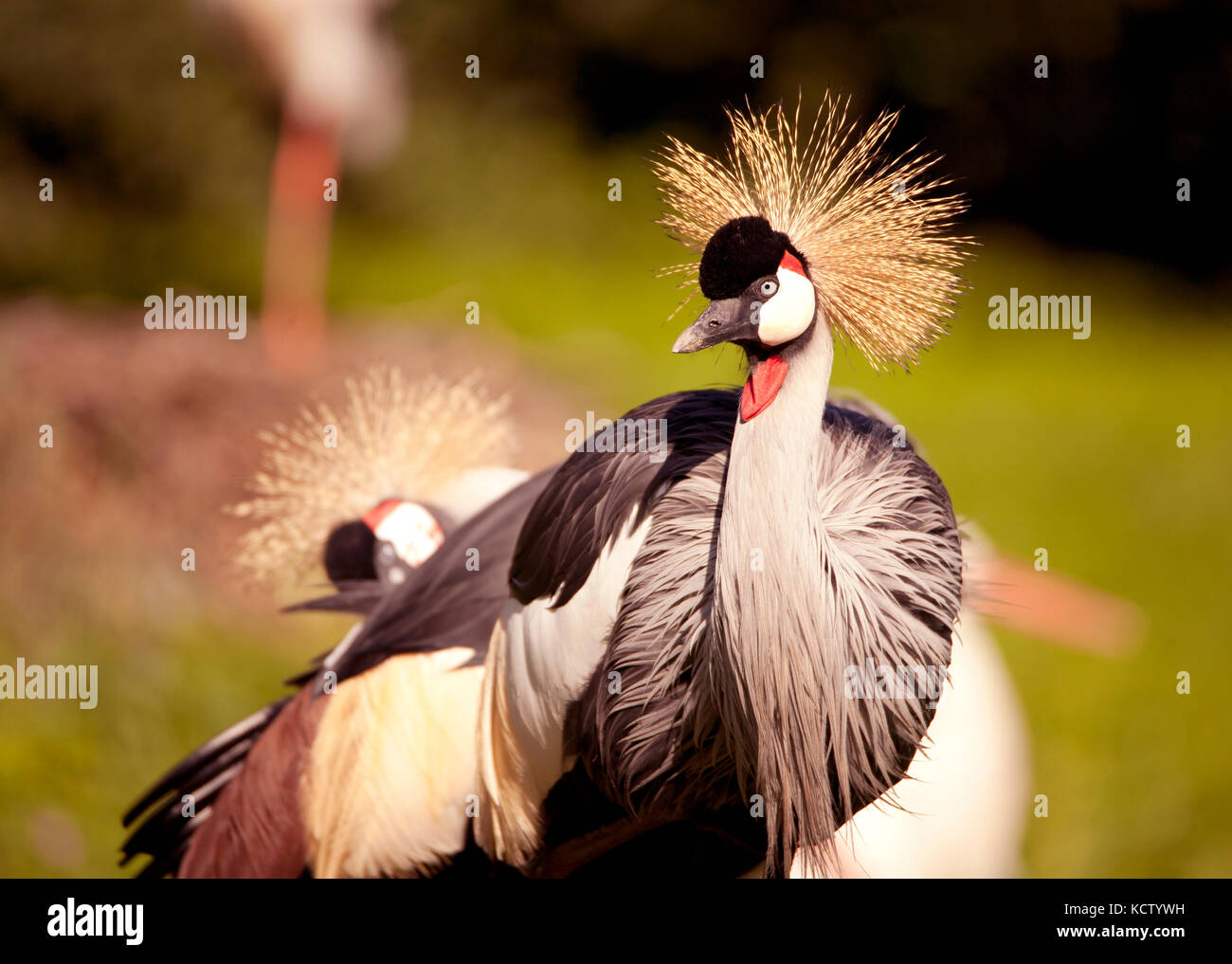Gray Crowned Crane with beautiful headdress Stock Photo - Alamy