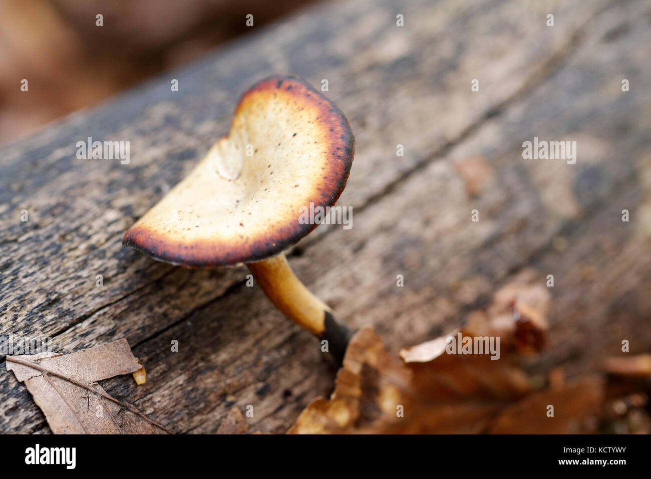 SCENES OF AUTUMN MUSHROOMS AND TYPICAL FUNGI Stock Photo - Alamy