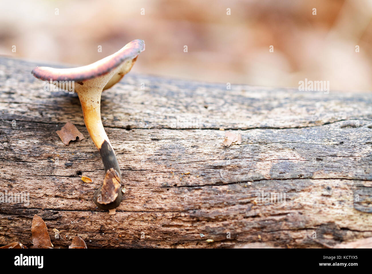 SCENES OF AUTUMN MUSHROOMS AND TYPICAL FUNGI Stock Photo - Alamy