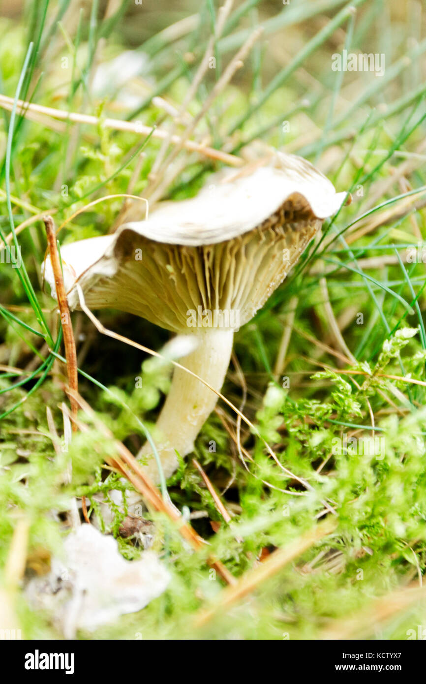 SCENES OF AUTUMN MUSHROOMS AND TYPICAL FUNGI Stock Photo - Alamy
