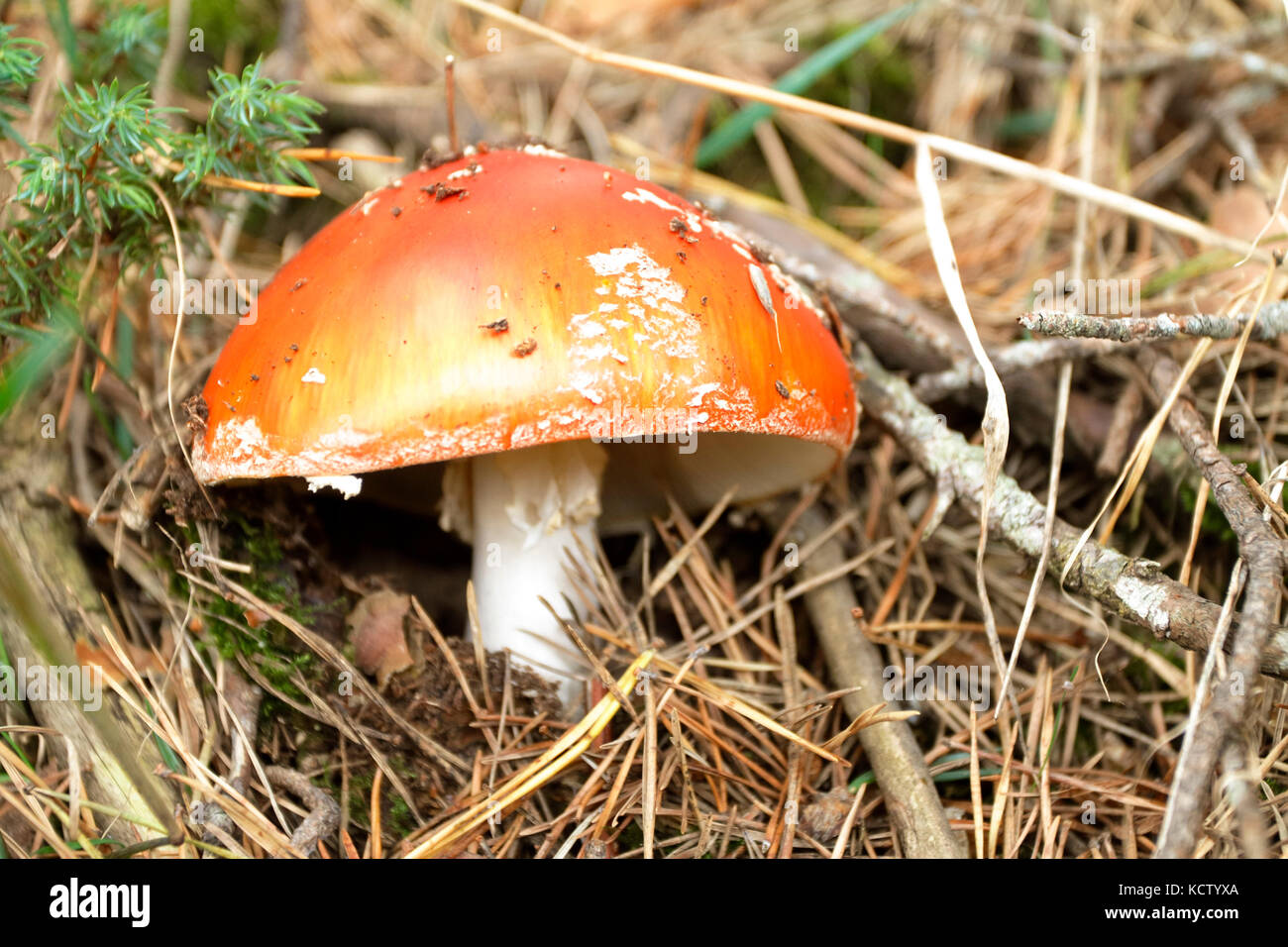 SCENES OF AUTUMN MUSHROOMS AND TYPICAL FUNGI Stock Photo - Alamy