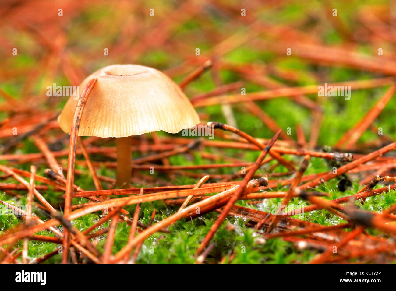 SCENES OF AUTUMN MUSHROOMS AND TYPICAL FUNGI Stock Photo - Alamy