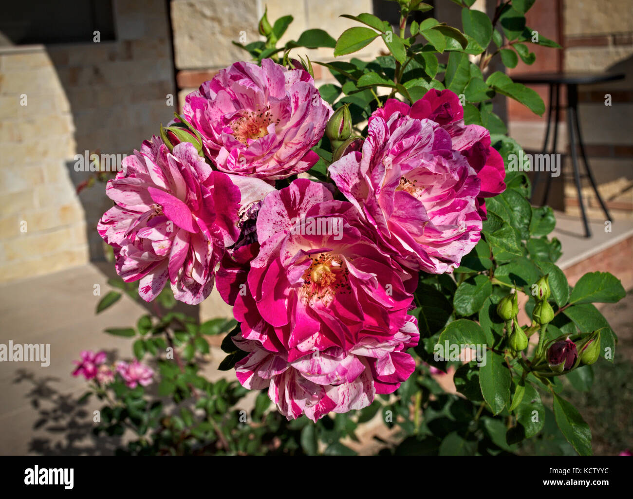 Cluster of blooming pink roses, close up Stock Photo - Alamy