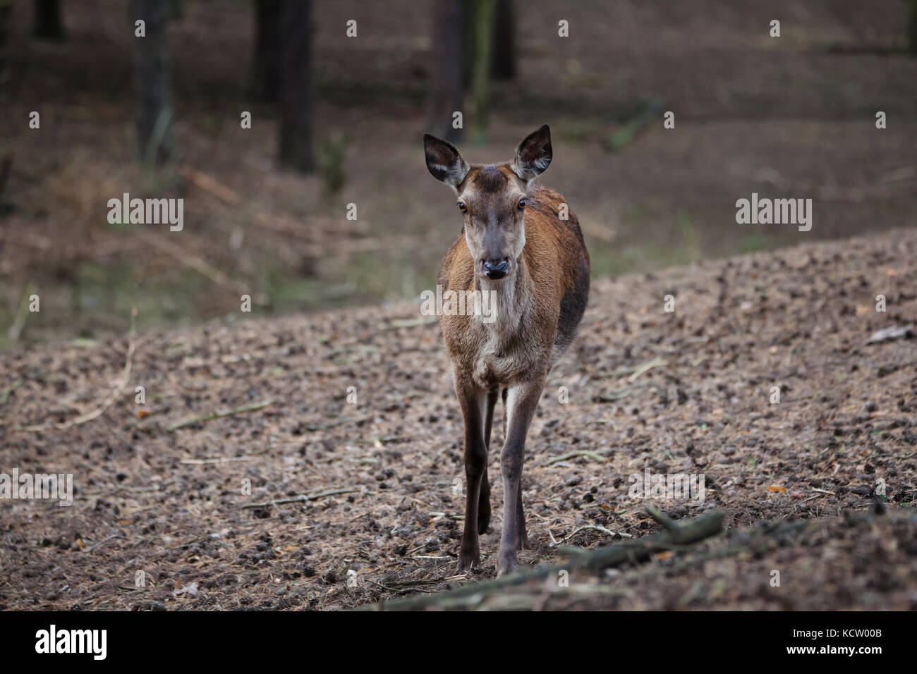 a female deer doe in the forest, close-up Stock Photo - Alamy