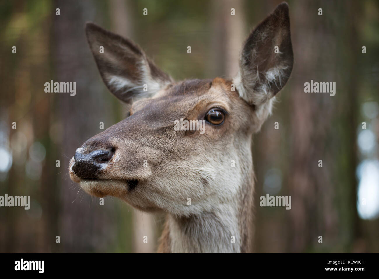 a female deer doe in the forest, close-up Stock Photo - Alamy
