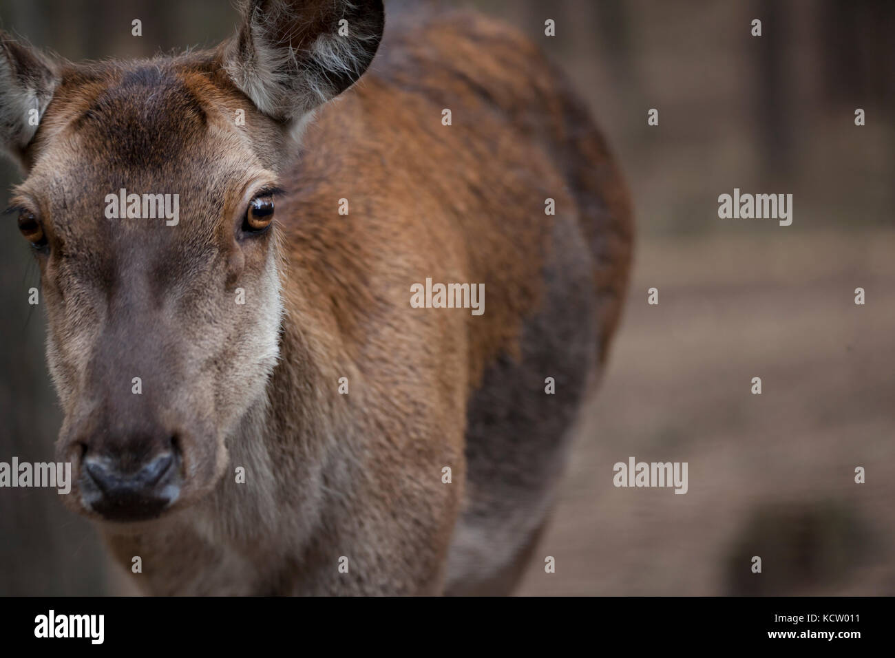 a female deer doe in the forest, close-up Stock Photo - Alamy