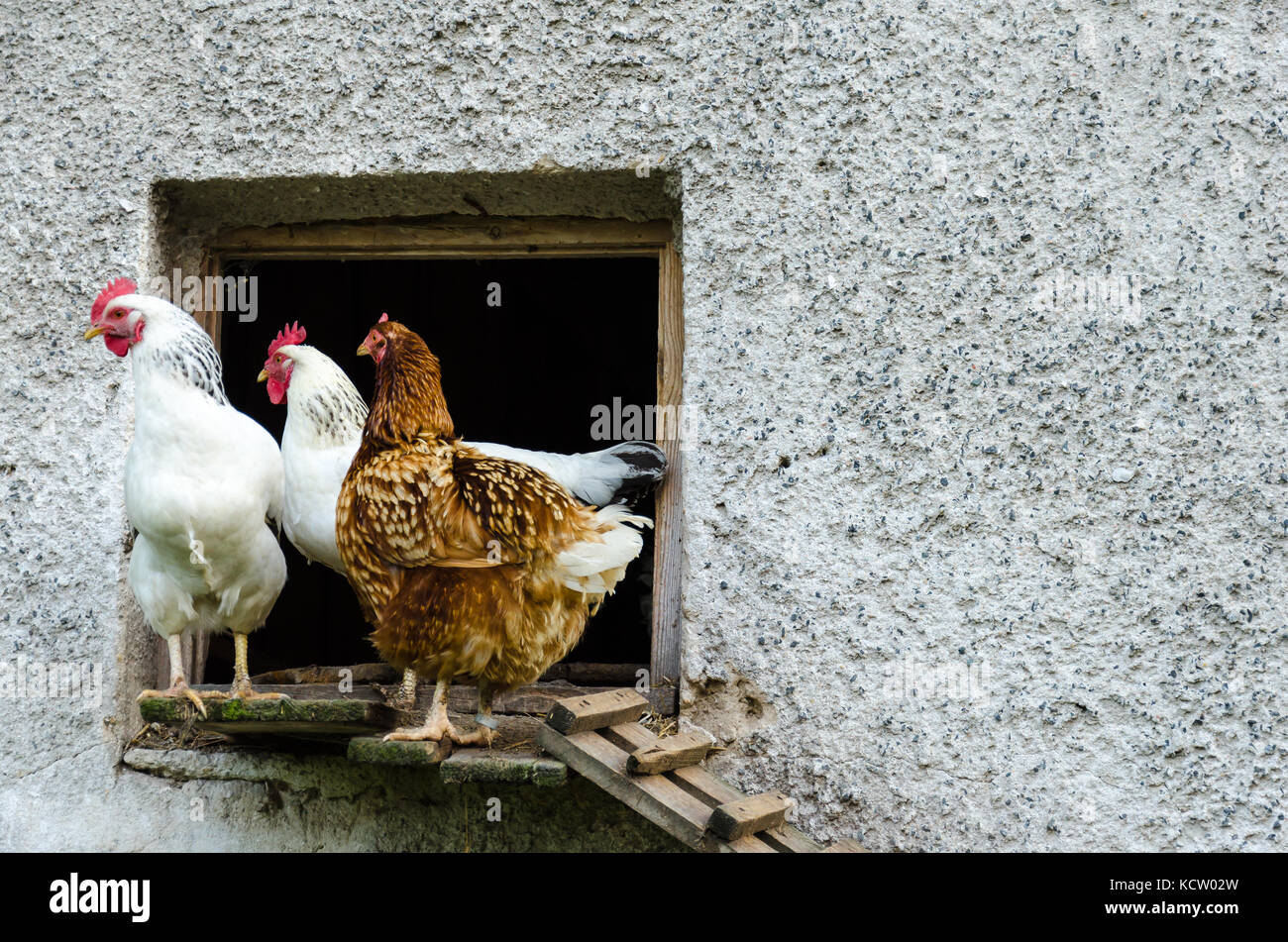 Some hens leaving coop and climb down the ladder. There are a big grey ...