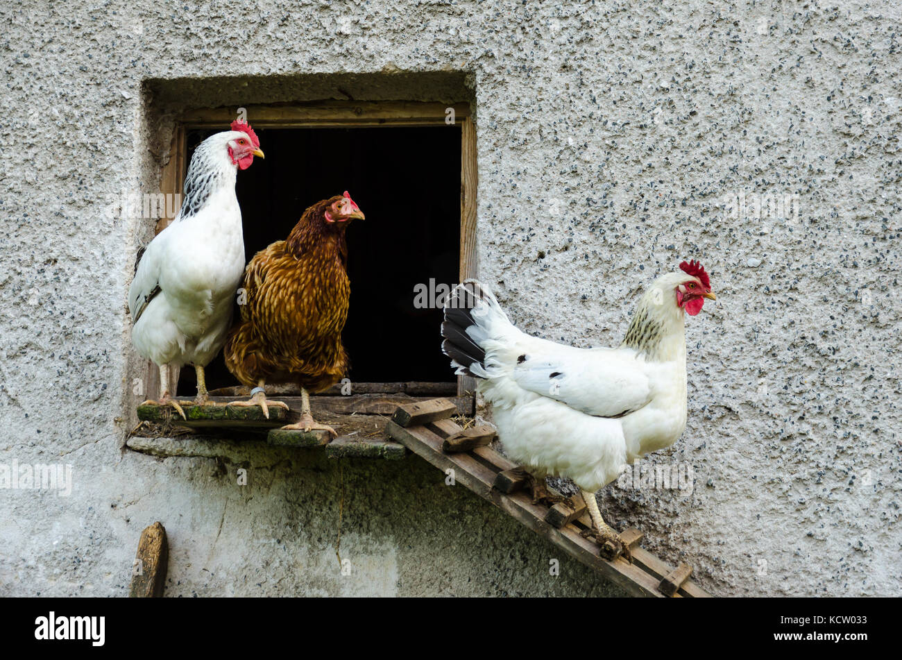 Some hens leaving coop and climb down the ladder. There are a big grey ...