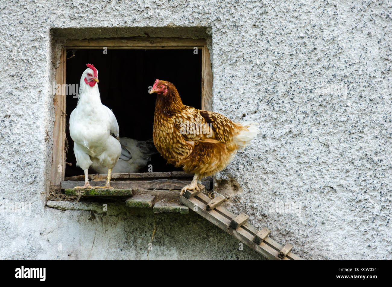 Hen coop hi-res stock photography and images - Alamy