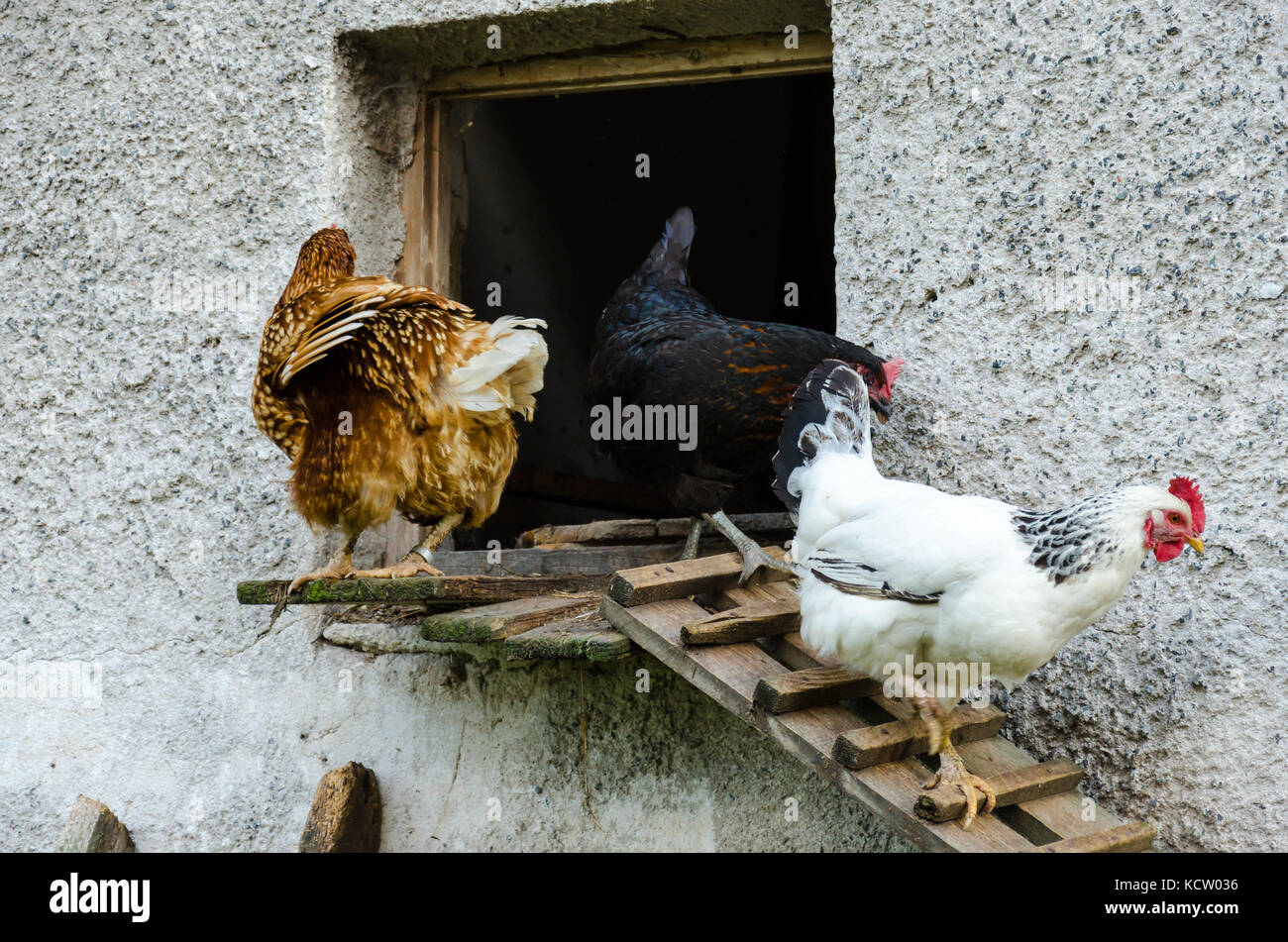 Some hens leaving coop and climb down the ladder. There are a big grey ...