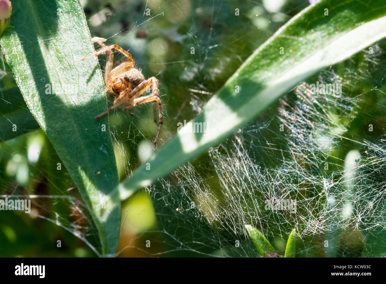 Ugly spider crawling on his spider web. Macro photography, smooth ...