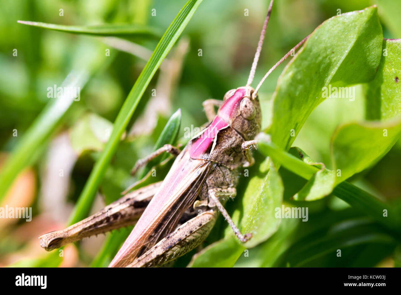 Big brown grasshopper sitting on straw. Dark green background is out of ...