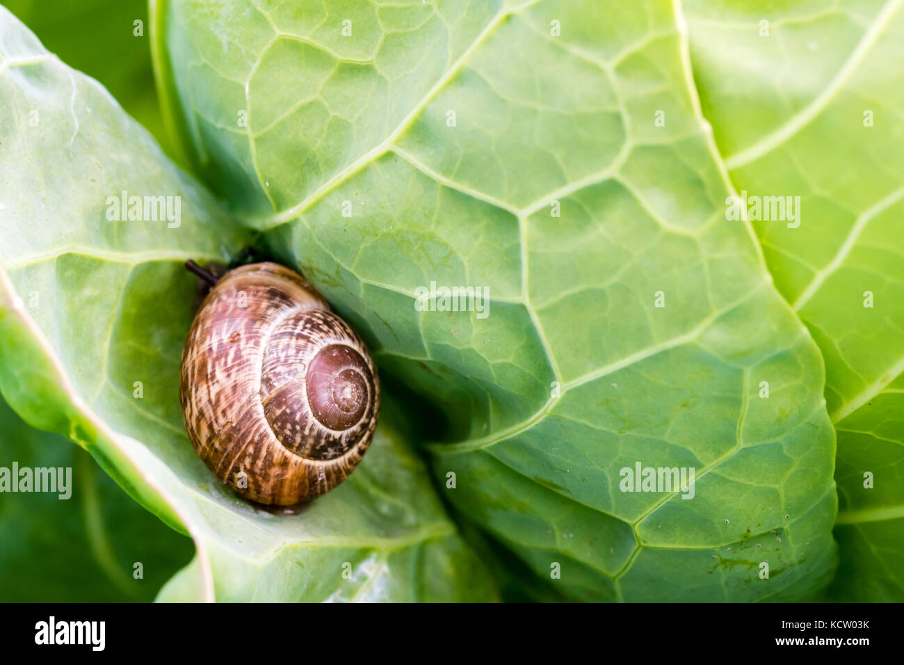 The snail on green leaf. Macro photography. Detailed structure of leaf ...