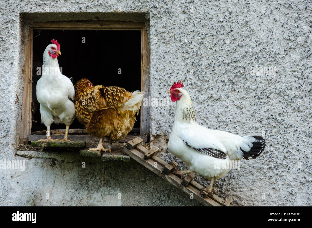 Some hens leaving coop and climb down the ladder. There are a big grey ...