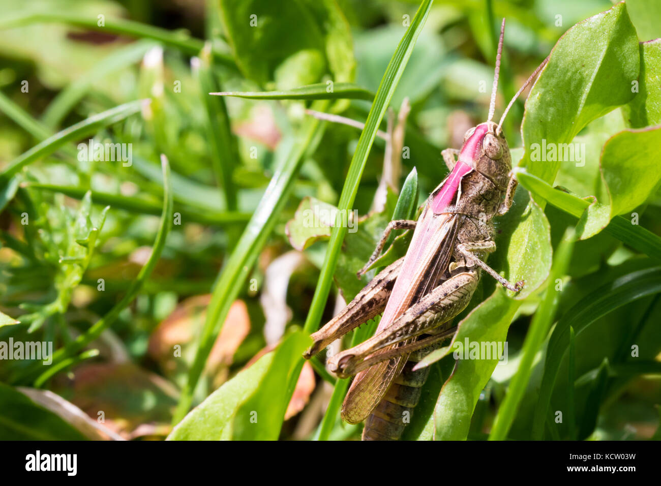 Big brown grasshopper sitting on straw. Dark green background is out of ...