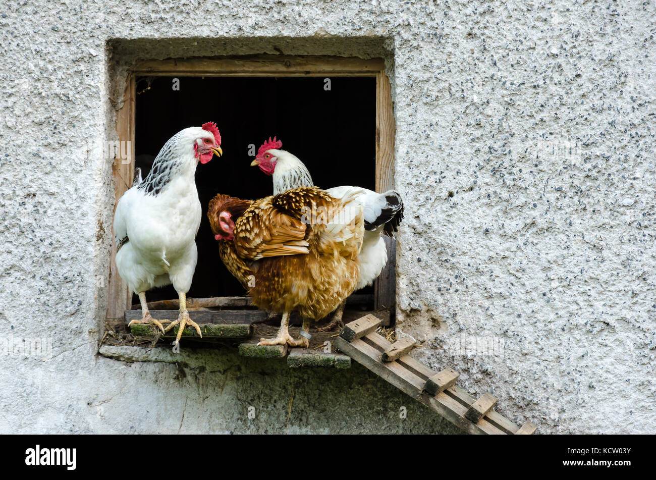 Some hens leaving coop and climb down the ladder. There are a big grey ...