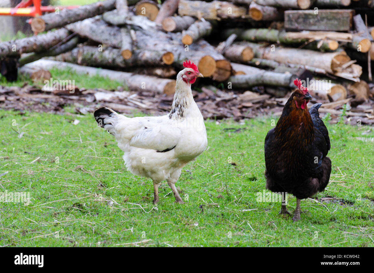 Hens walking on dirty ground on a farm Stock Photo - Alamy