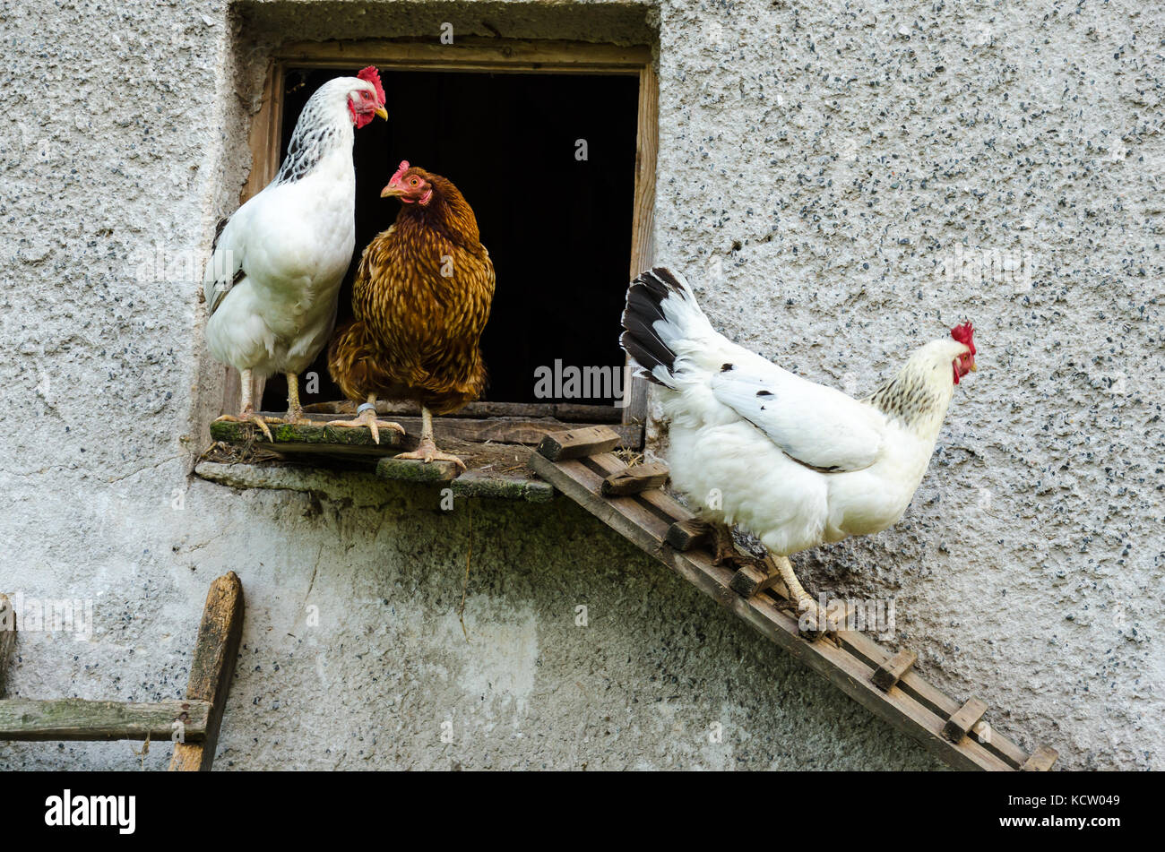 Hen chicken ladder hi-res stock photography and images - Alamy