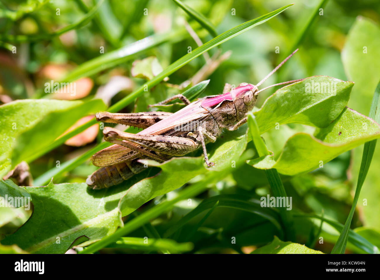 Big brown grasshopper sitting on straw. Dark green background is out of ...