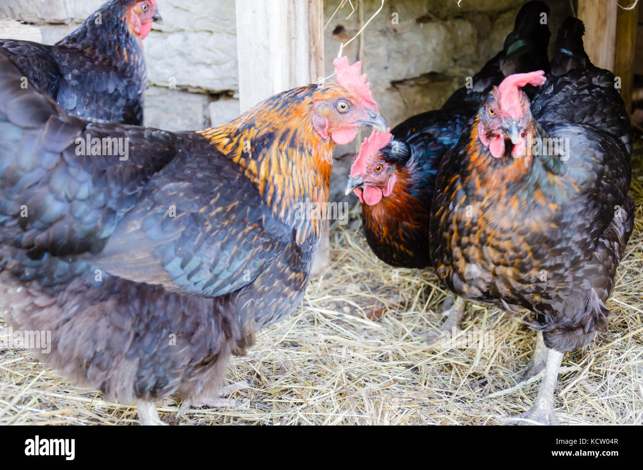 Hens walking on dirty ground on a farm Stock Photo - Alamy