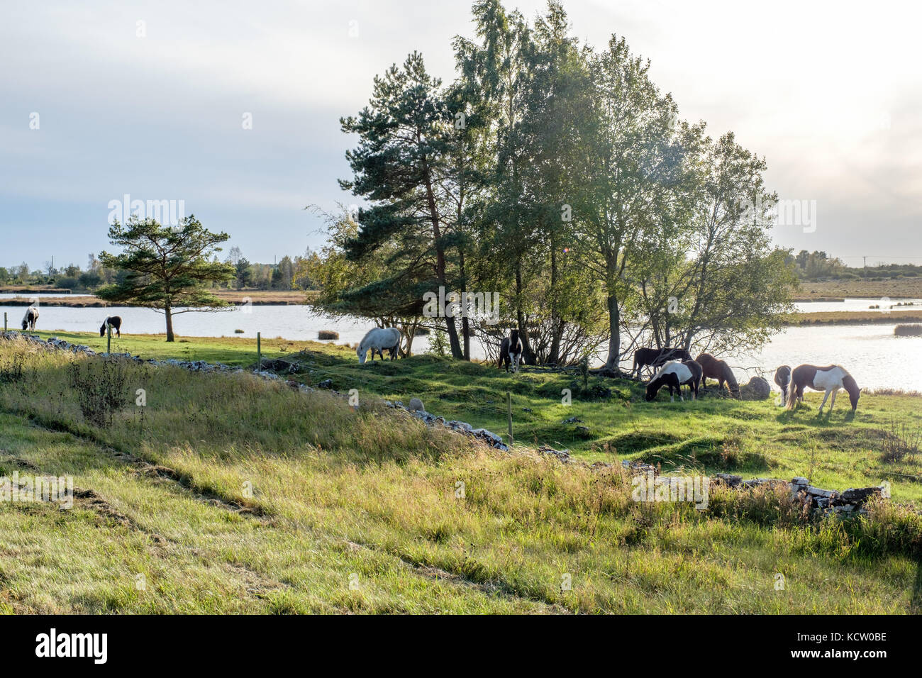 Agricultural landscape of Southern Oland in Sweden is a UNESCO World ...