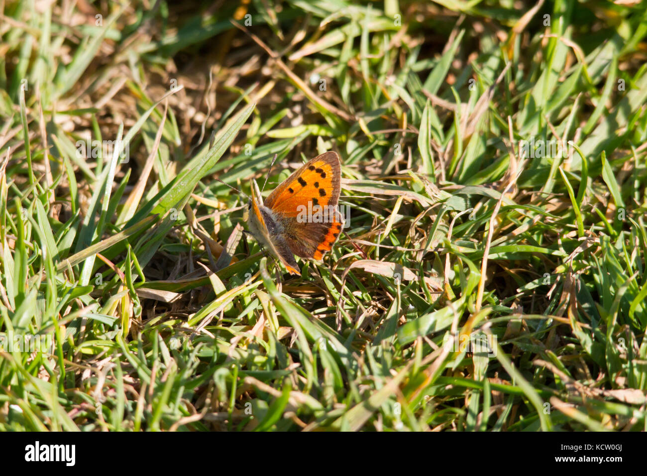Lycaena phlaeas known as the Small Copper, American Copper, or Common ...