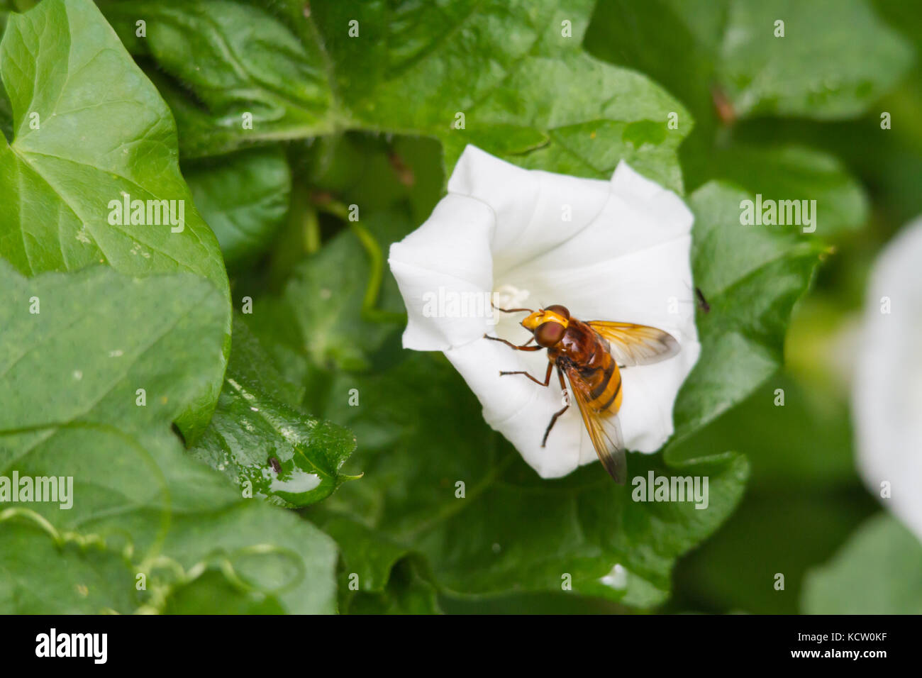 Volucella zonaria, the Hornet mimic hoverfly perched on a flower Stock ...