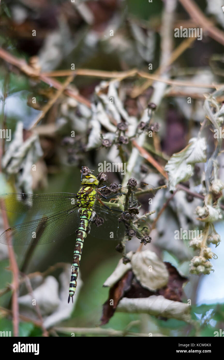 Southern Hawker or Blue Hawker ((Aeshna cyanea) at rest Stock Photo - Alamy