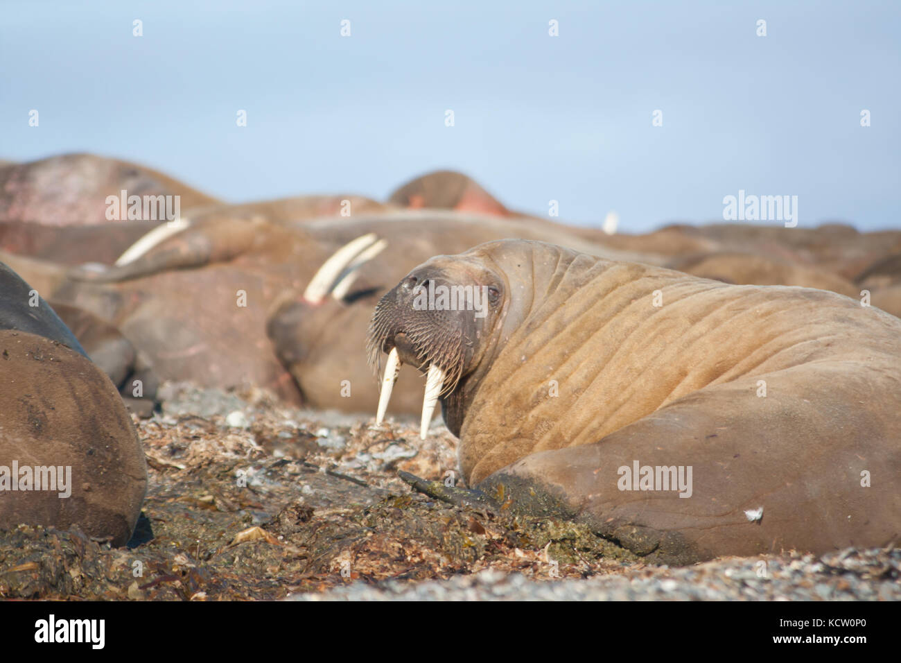 Group of walrus on beach hi-res stock photography and images - Alamy