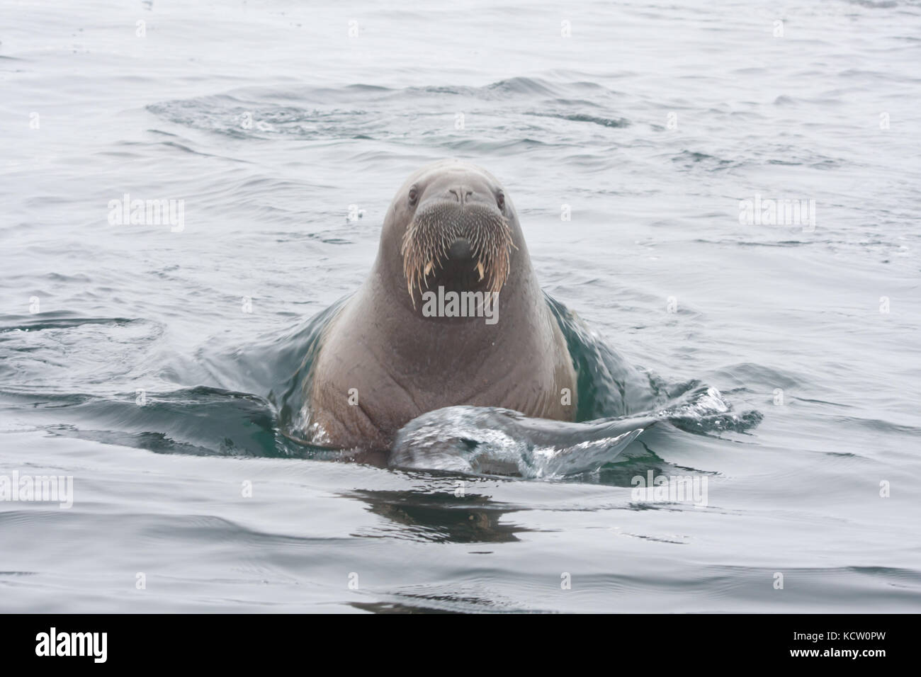 Curious Walrus (Odobenus rosmarus Stock Photo - Alamy