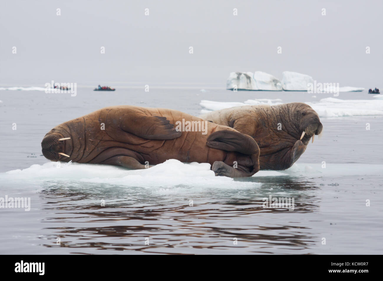 A pair of Walrus (Odobenus rosmarus) resting on floating ice Stock ...