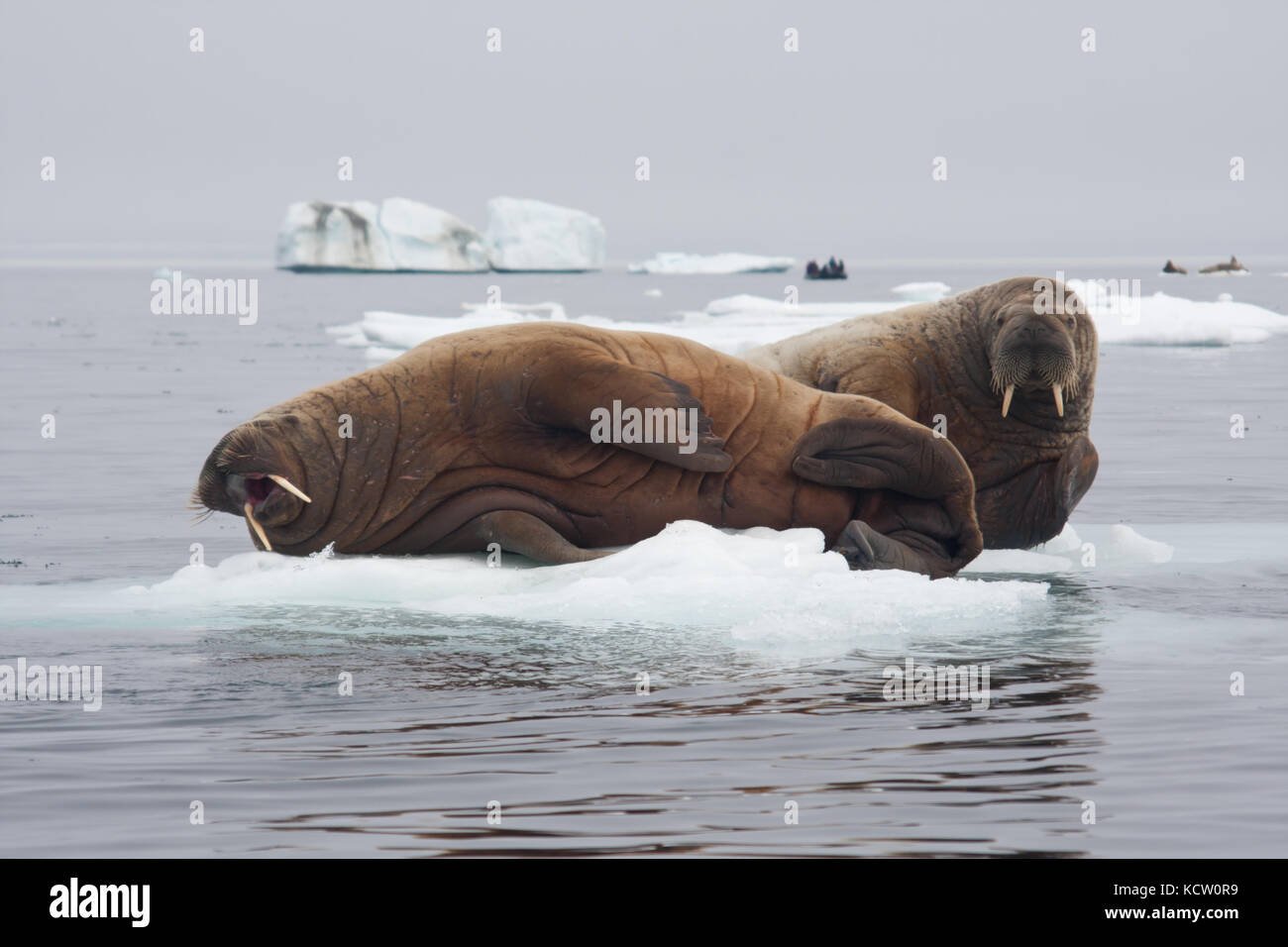 A pair of Walrus (Odobenus rosmarus) resting on floating ice Stock ...