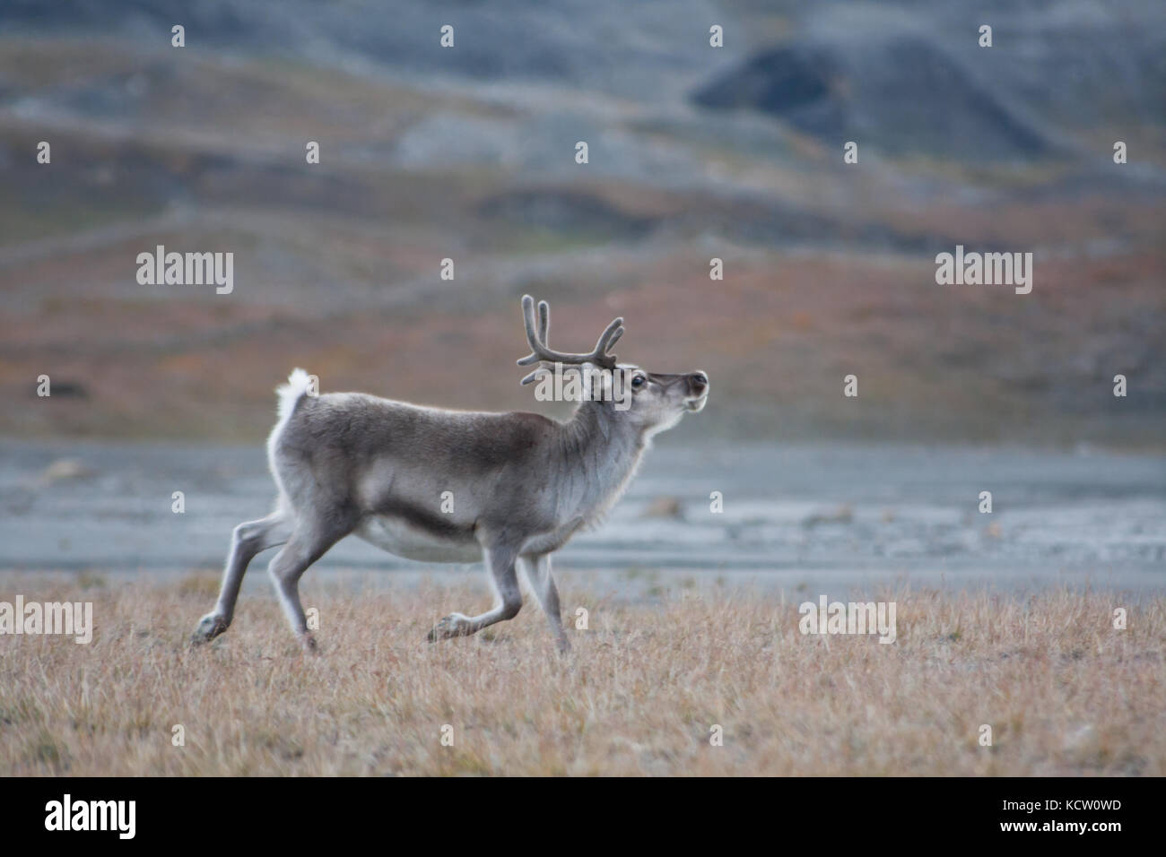 Reindeer (Rangifer tarandus), also known as caribou Stock Photo - Alamy