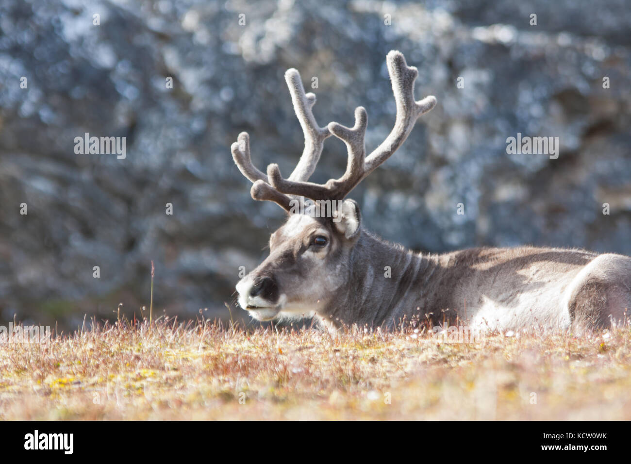 Reindeer (Rangifer tarandus), also known as caribou Stock Photo - Alamy