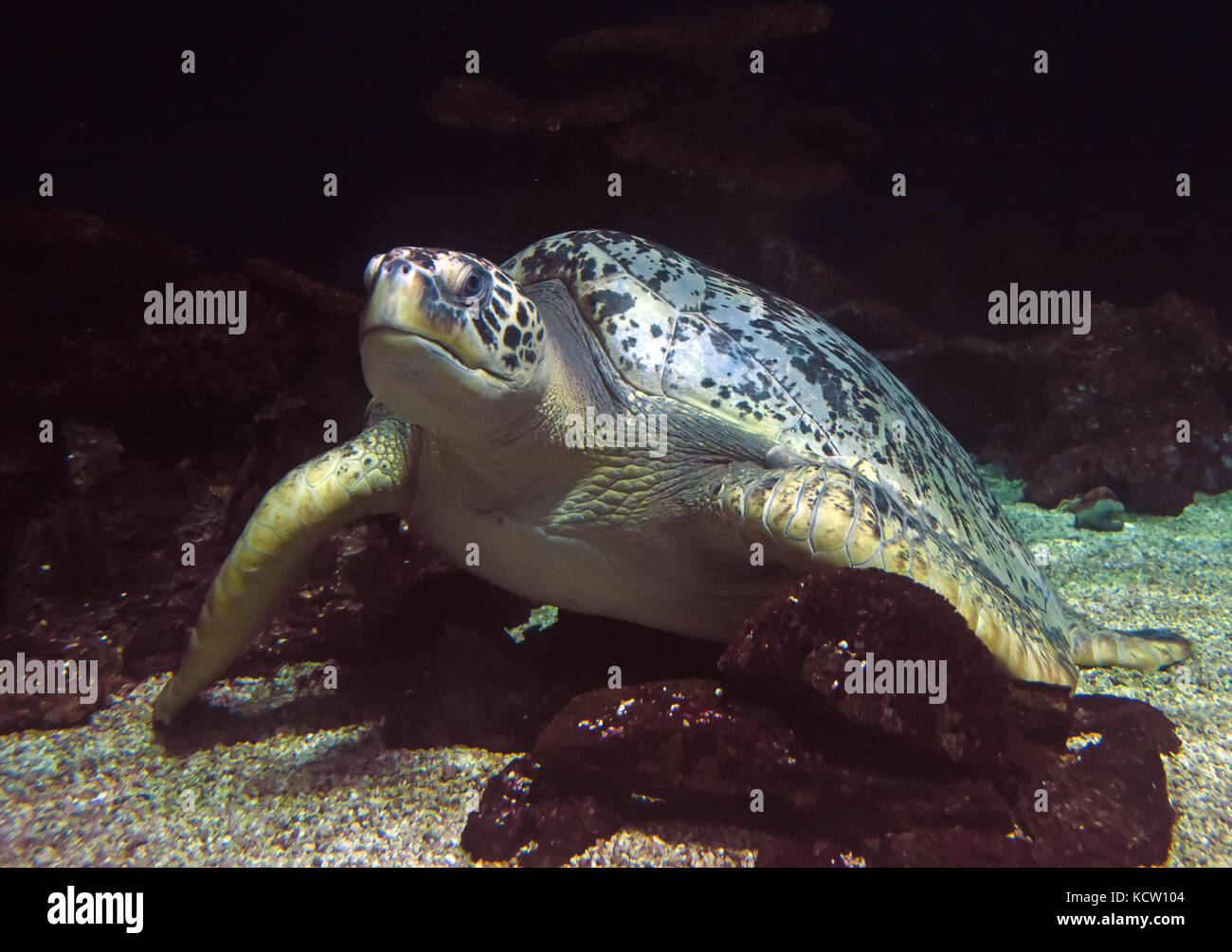 Green sea turtle Stock Photo - Alamy