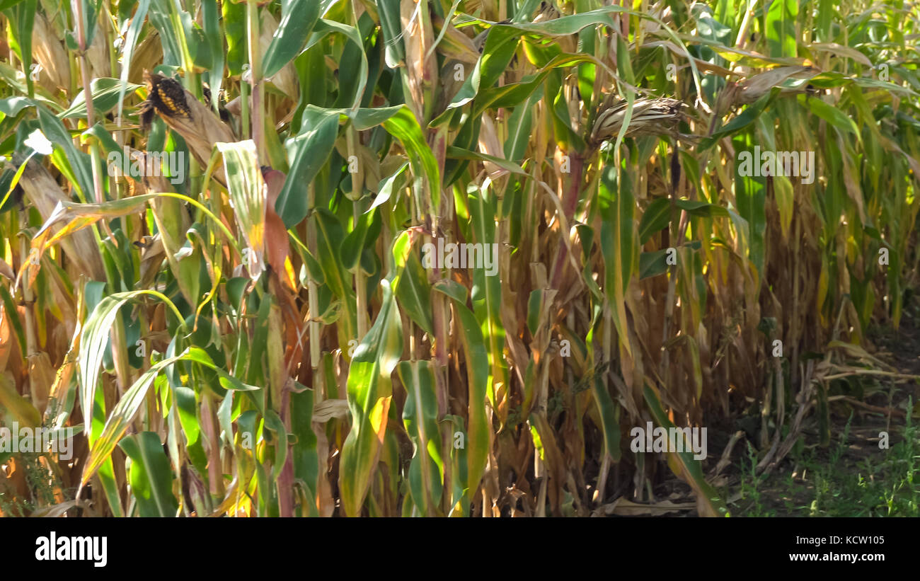 Corn maze at the pumpkin patch Stock Photo - Alamy