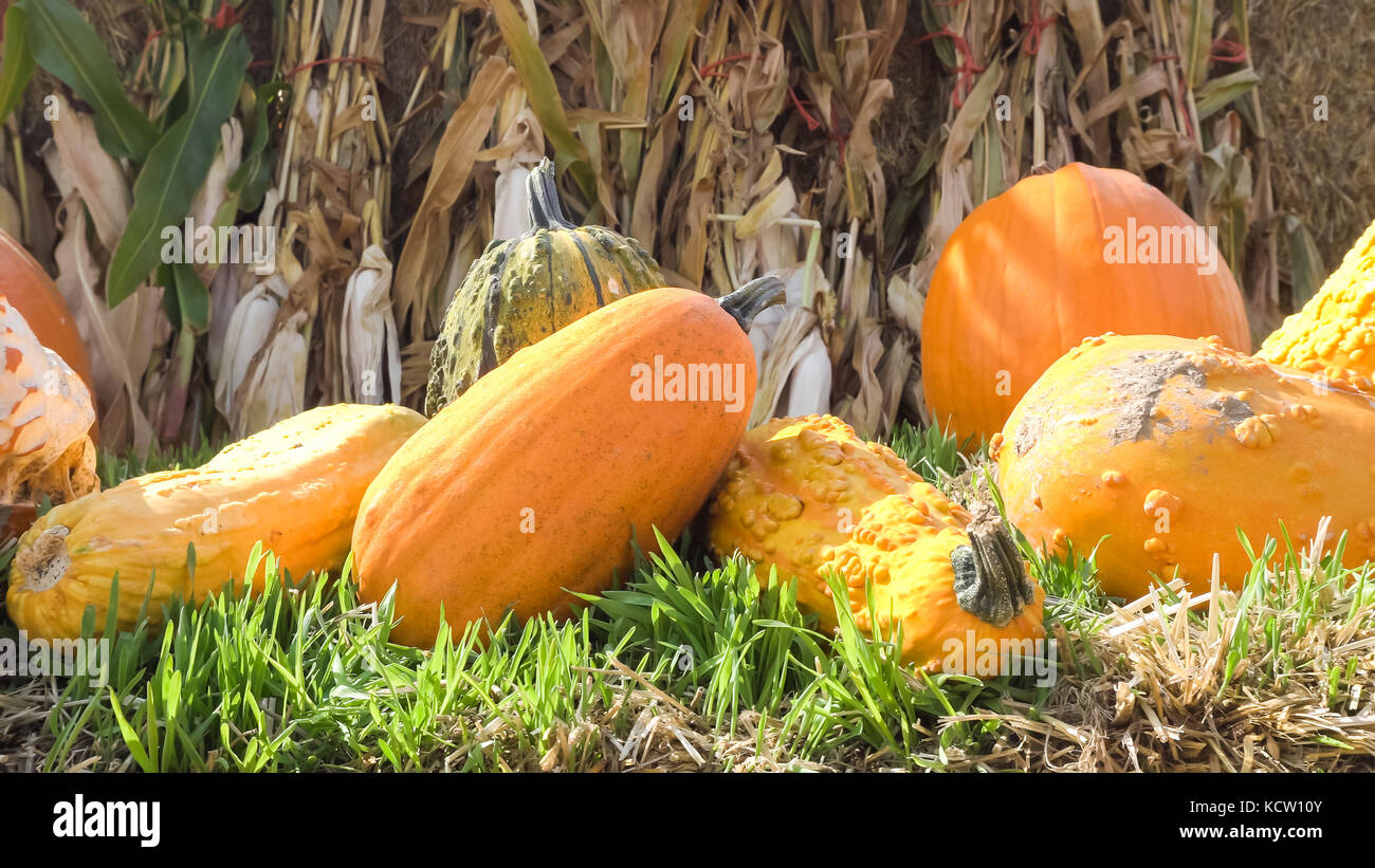 Picked pumpkins on hay stack at the pumpkin patch Stock Photo - Alamy