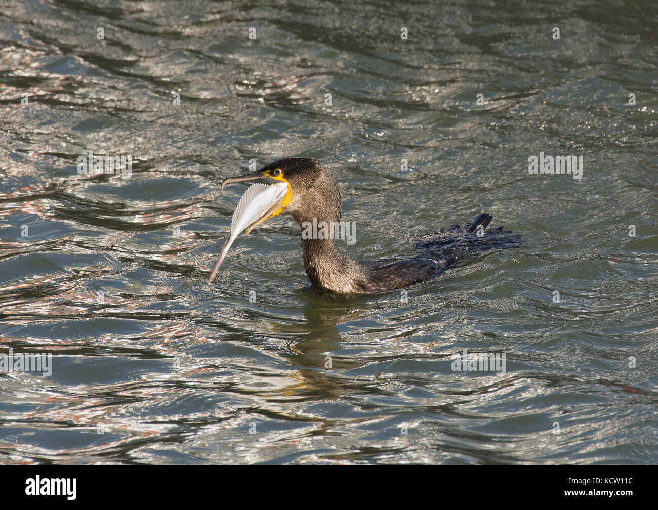 Cormorant fish britain hi-res stock photography and images - Alamy